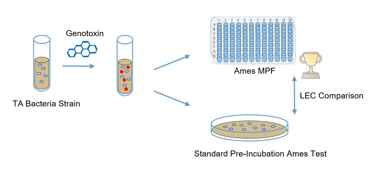 Medical Device In Vitro Ames Test Services | CD Bioparticles