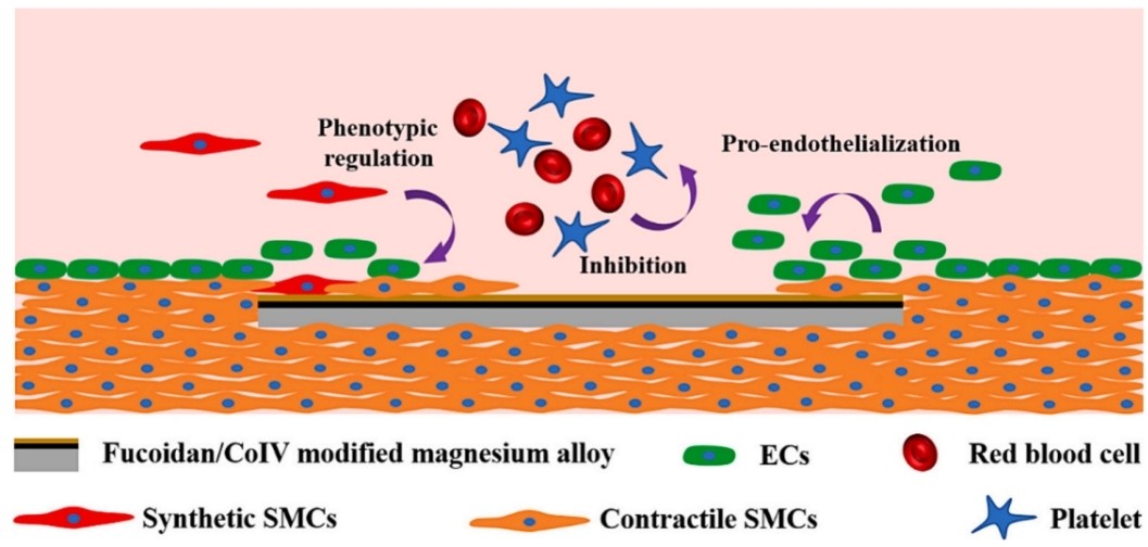 Endothelial Growth-promoting Coating | CD Bioparticles