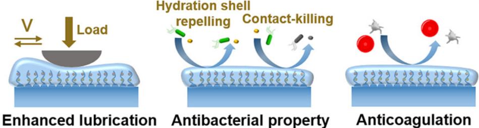 Hydrophilic & Anticoagulant Dual-functional Coating | CD Bioparticles