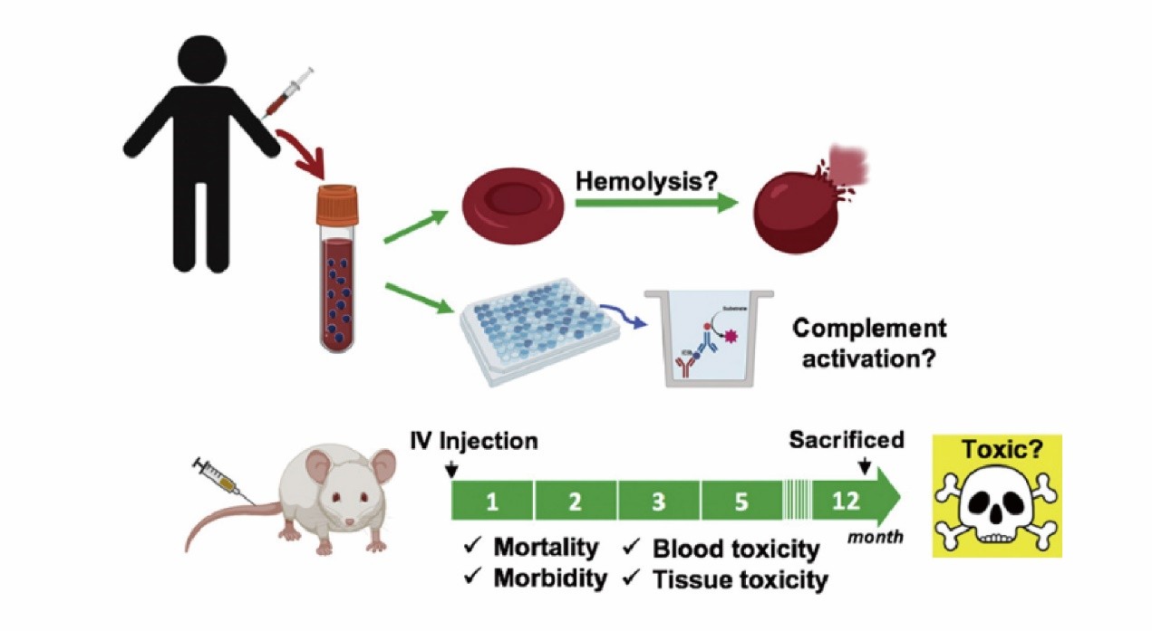 Medical Device Chronic Toxicity Test Services | CD Bioparticles