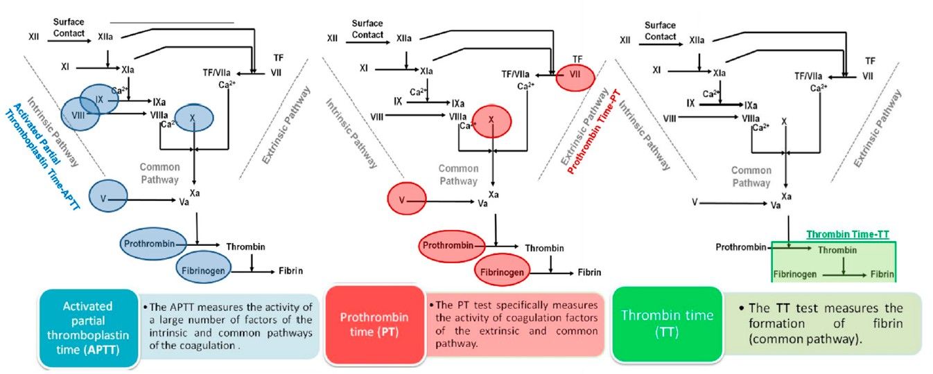 Medical Device Coagulation Test Services | CD Bioparticles