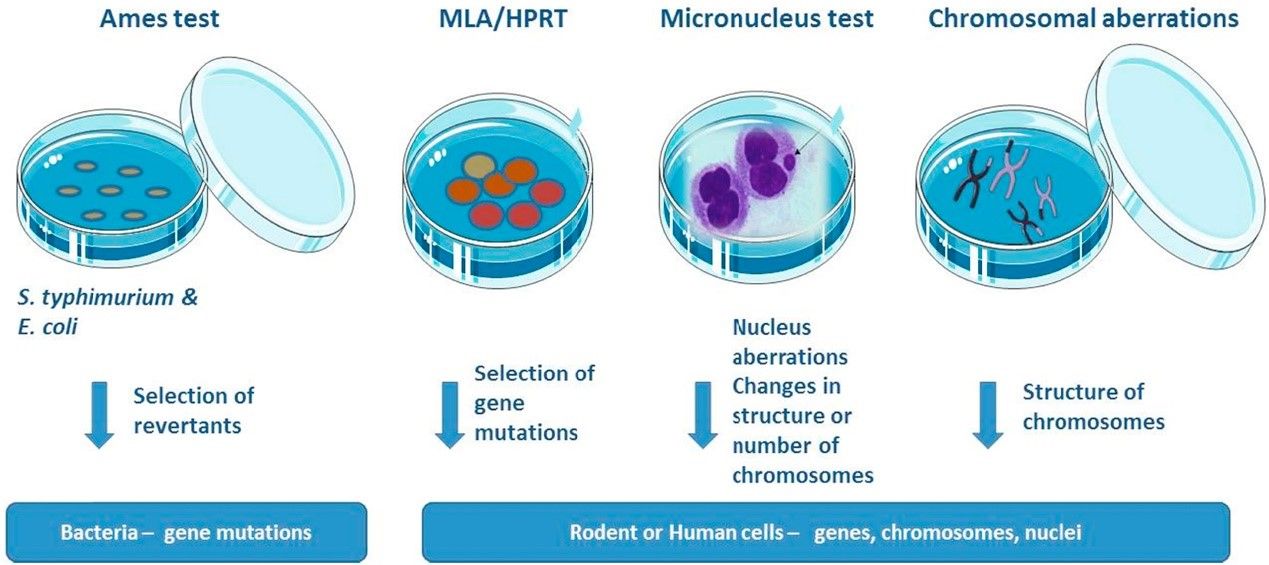 Medical Device Genotoxicity Tests Services | CD Bioparticles