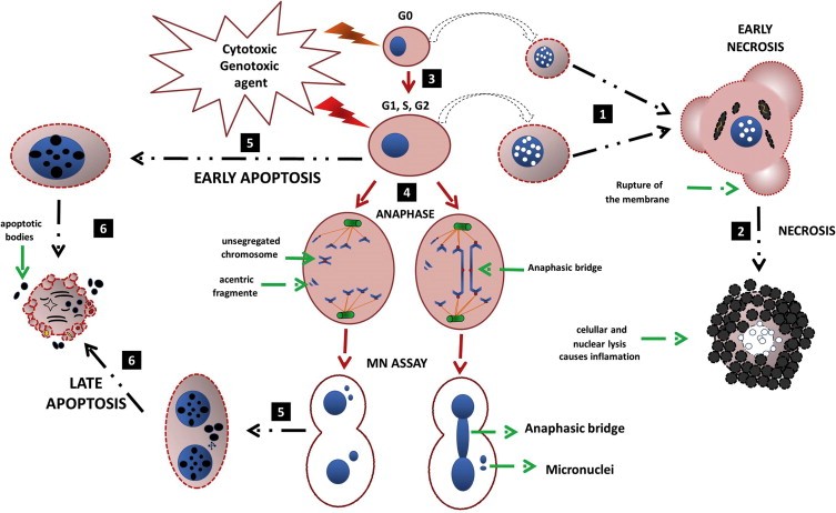 Medical Device Micronucleus Test Services | CD Bioparticles